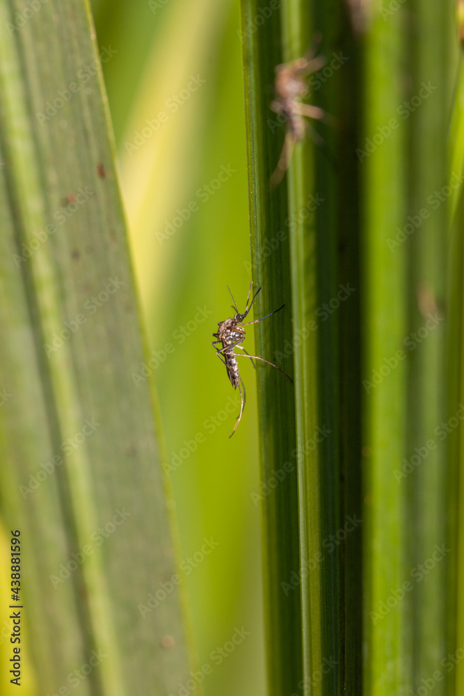 Inland floodwater mosquito or tomguito Aedes vexans, blood sucking ...