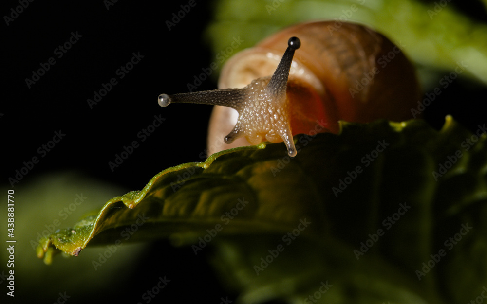 Land snails are molluscs belonging to the Gastropoda Class and ...