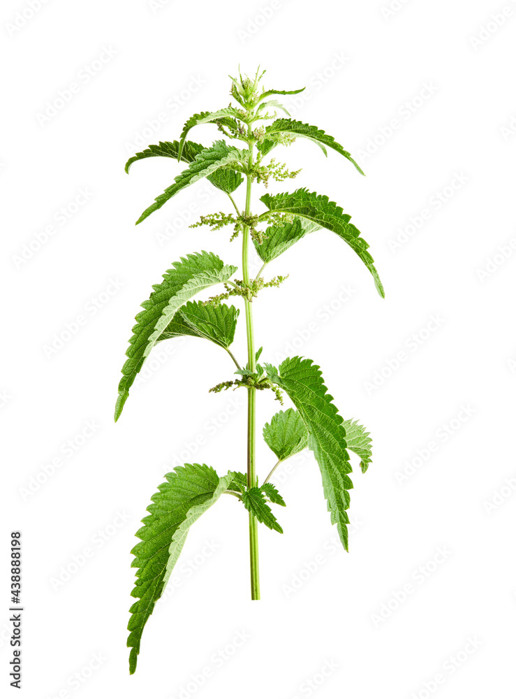 Stinging plant Urtica dioica, often known as common nettle, stinging ...