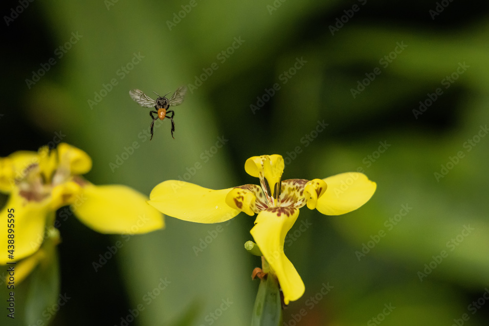 Flor amarilla, planta, abeja, polinizar, detalle, insecto en vuelo ...