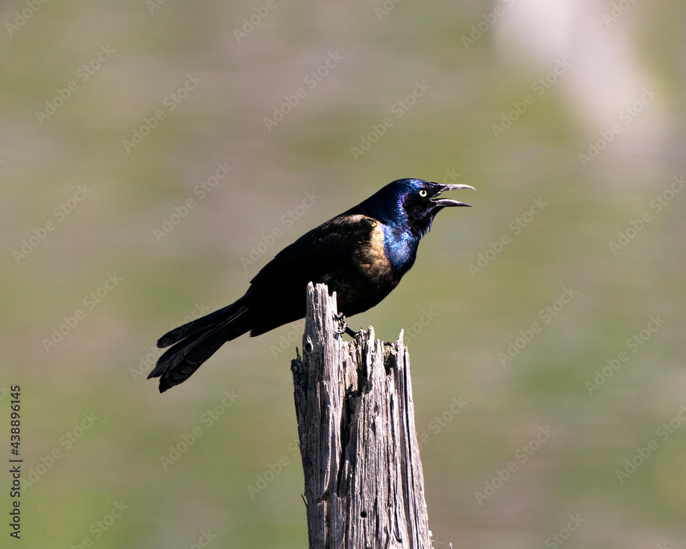 Common Grackle Photo. Picture. Portrait. perched on stump with a blur ...