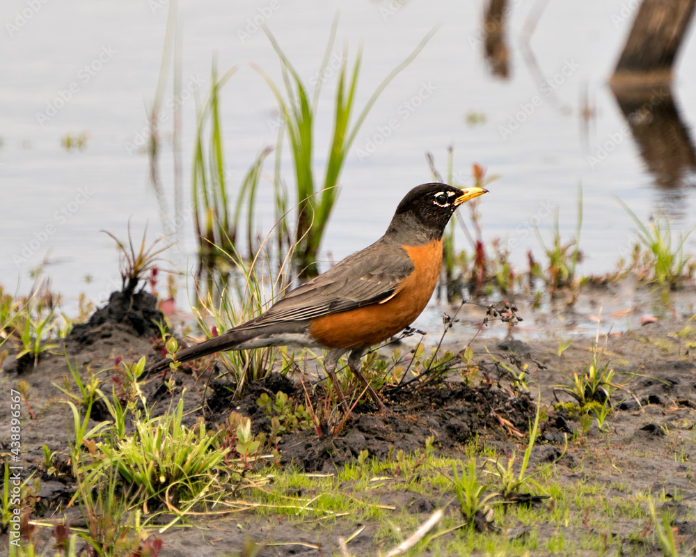 American Robin Photo. Close-up profile view by the water with foliage ...
