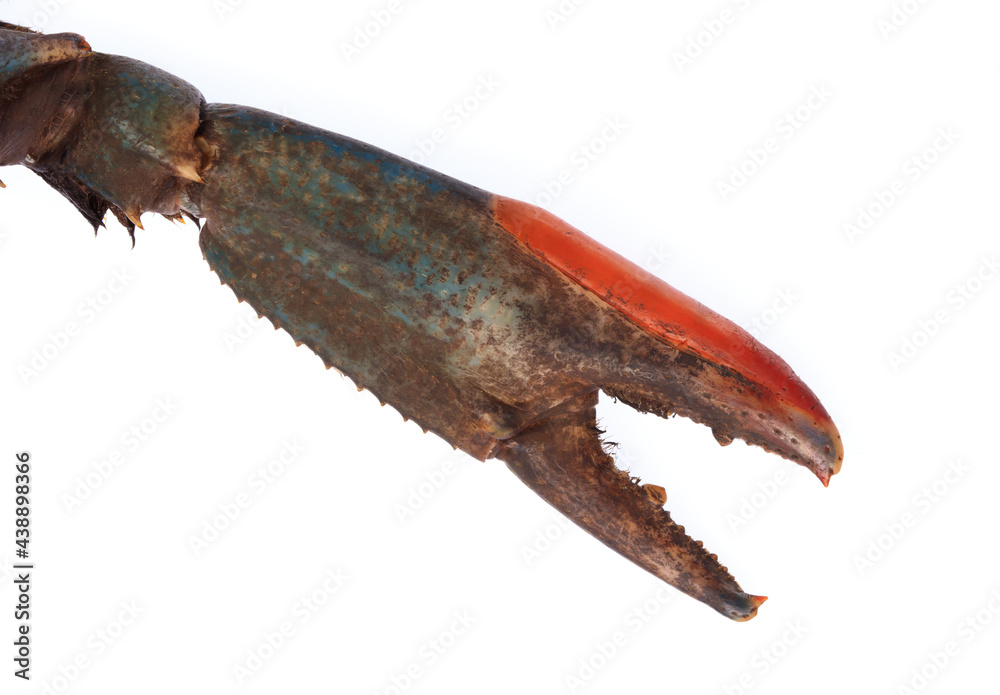 claw of a red claw crayfish isolated on white background Stock Photo ...