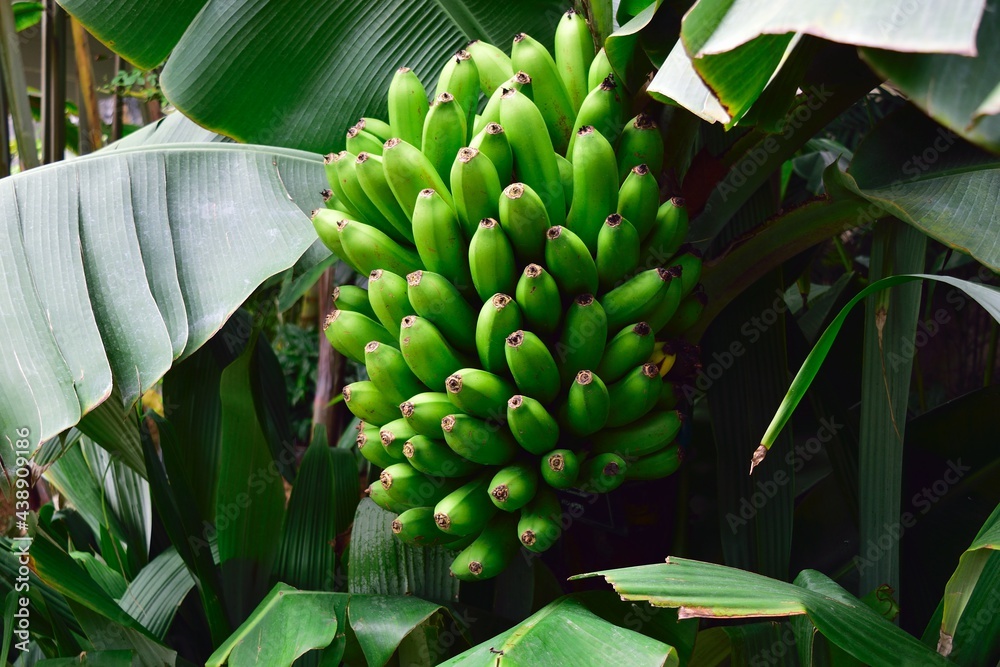 banana tree with bananas Stock Photo | Adobe Stock