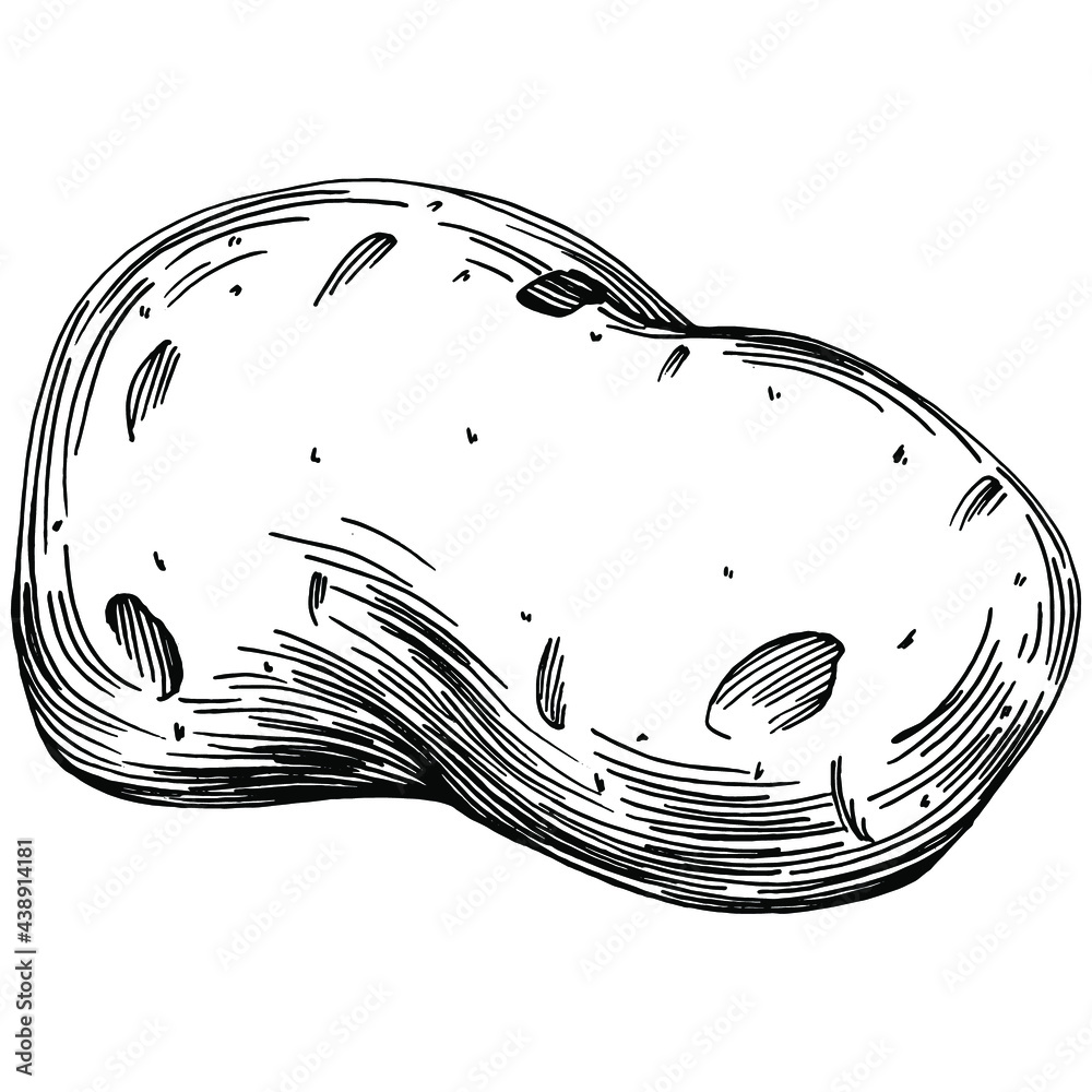 Potato Drawing Sketch