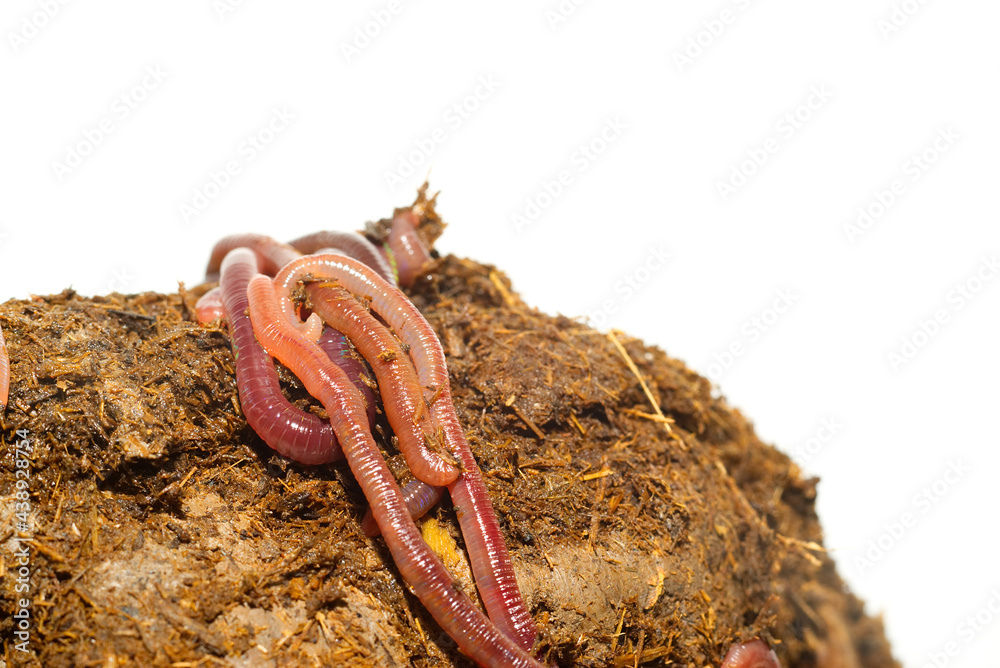Close-up macro photo of earthworm or nightcrawler in fertile soil and ...