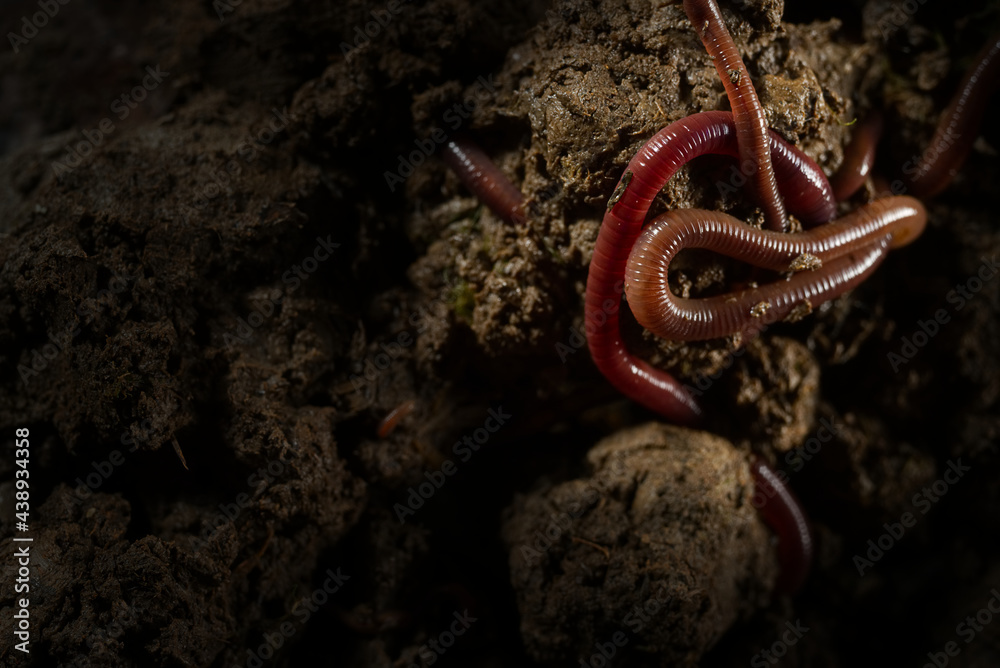 Beautiful closeup macro photo of earthworms drill and adventure in the ...