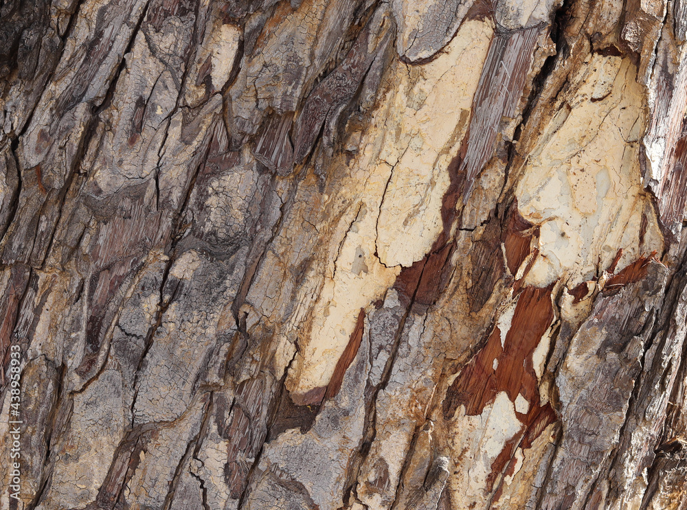 Bark of a tree, the bark is the outermost layers of stems and roots of ...