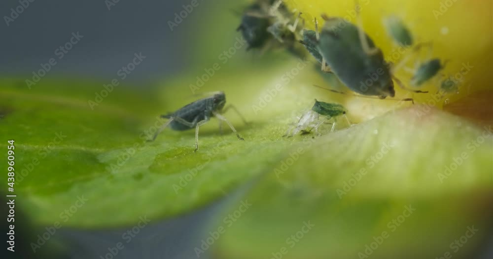 Aphids on a small berry of a plant.A small yellow fruit attacked by sap ...