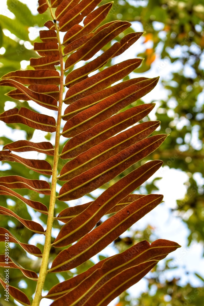 Sori covering the back of the frond of an Acrostichum danaeifolium ...