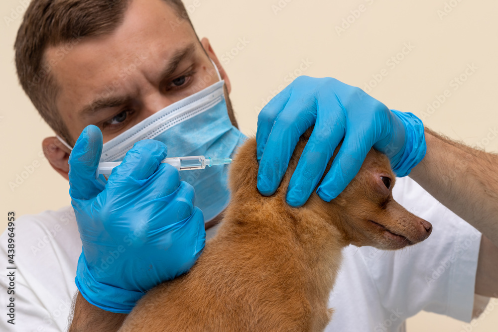Close-up photography of pets vaccination. The vet makes an injection in ...
