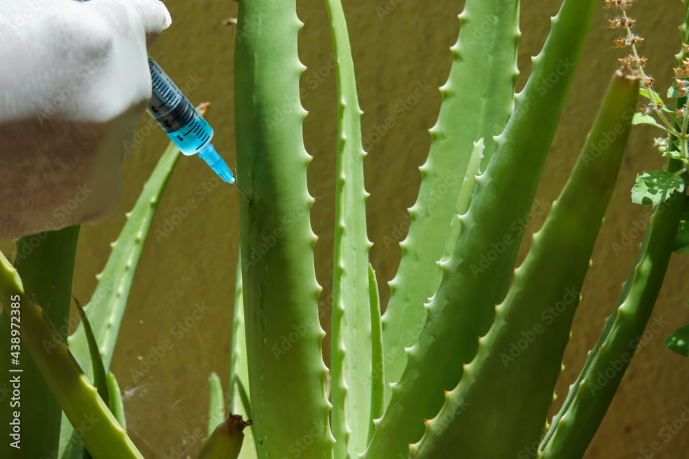 Foto de Aloe Vera plant in garden, a procedure where a plant is being ...