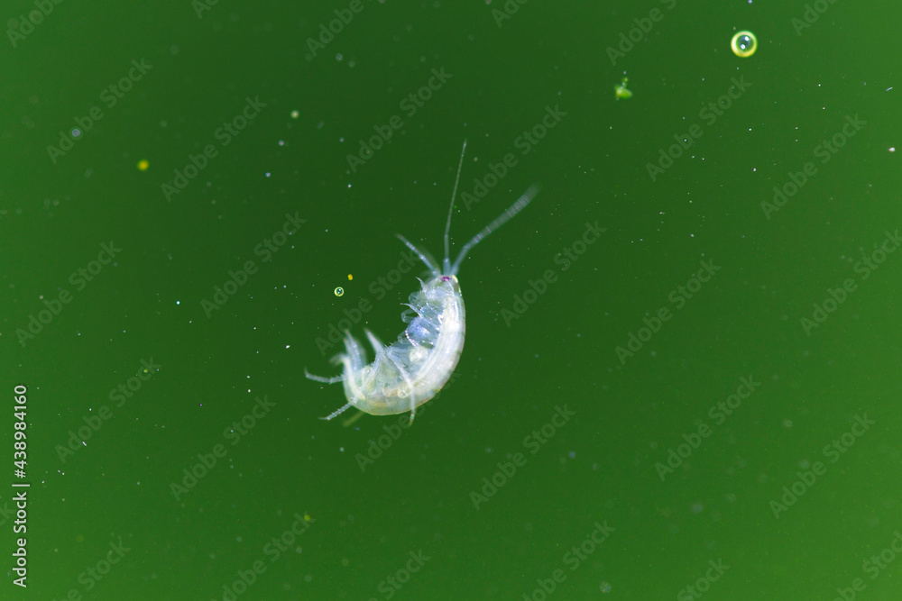 Crustacé Amphipode Gammaridae Gammarus en gros plan dans eau riche en ...