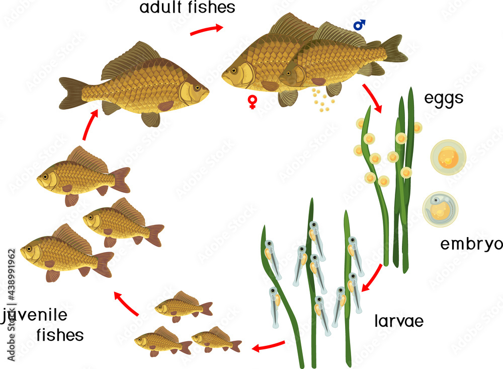 Fish life cycle. Sequence of stages of development of Crucian carp ...