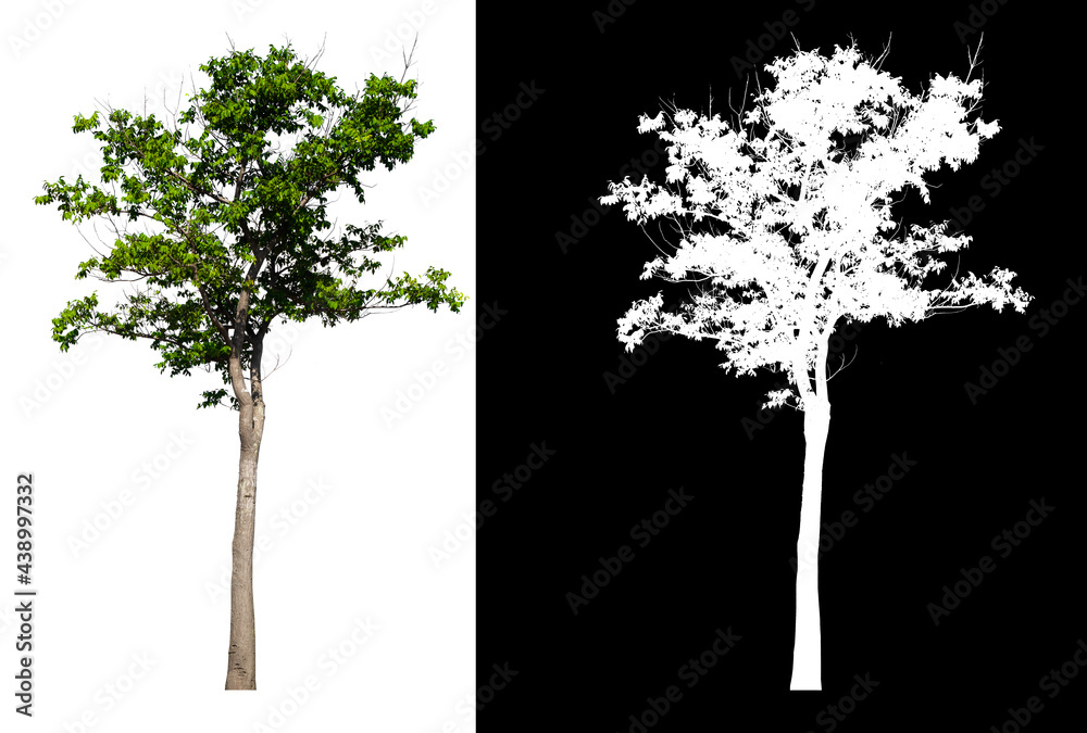 Green tree isolated on white background with post cut out original ...