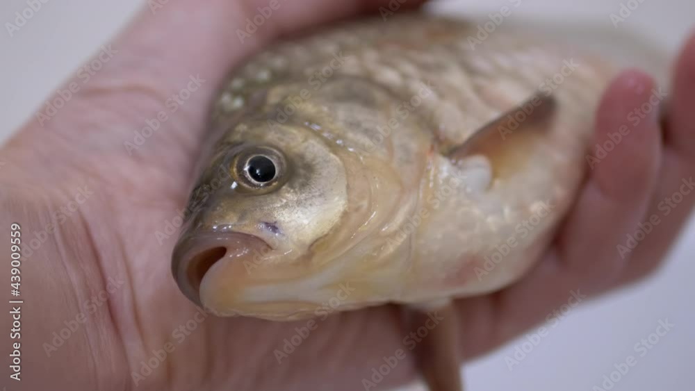 Fisherman Hands are Holding a Large Live River Crucian Carp. Fresh fish ...
