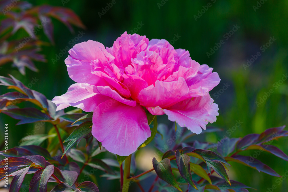 Moutan Tree Peony (Paeonia suffruticosa) in summer garden Stock Photo ...
