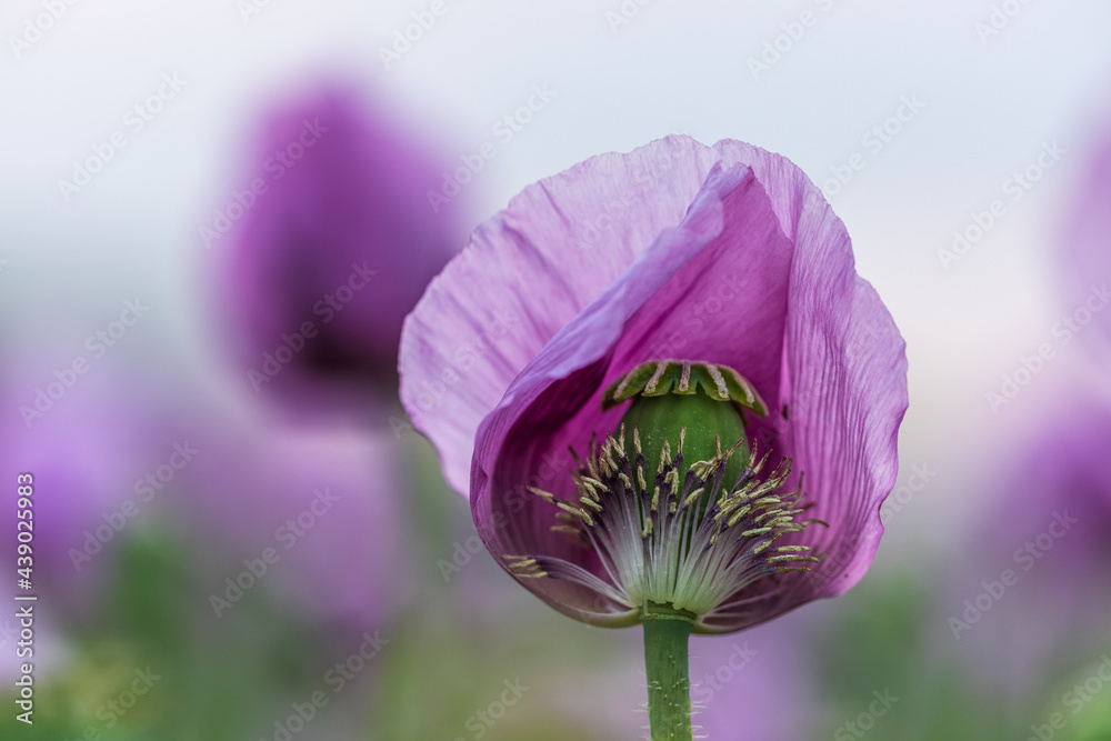 lila Mohn, Mohnfeld im Abendlicht, Mohnblumen Stock Photo | Adobe Stock