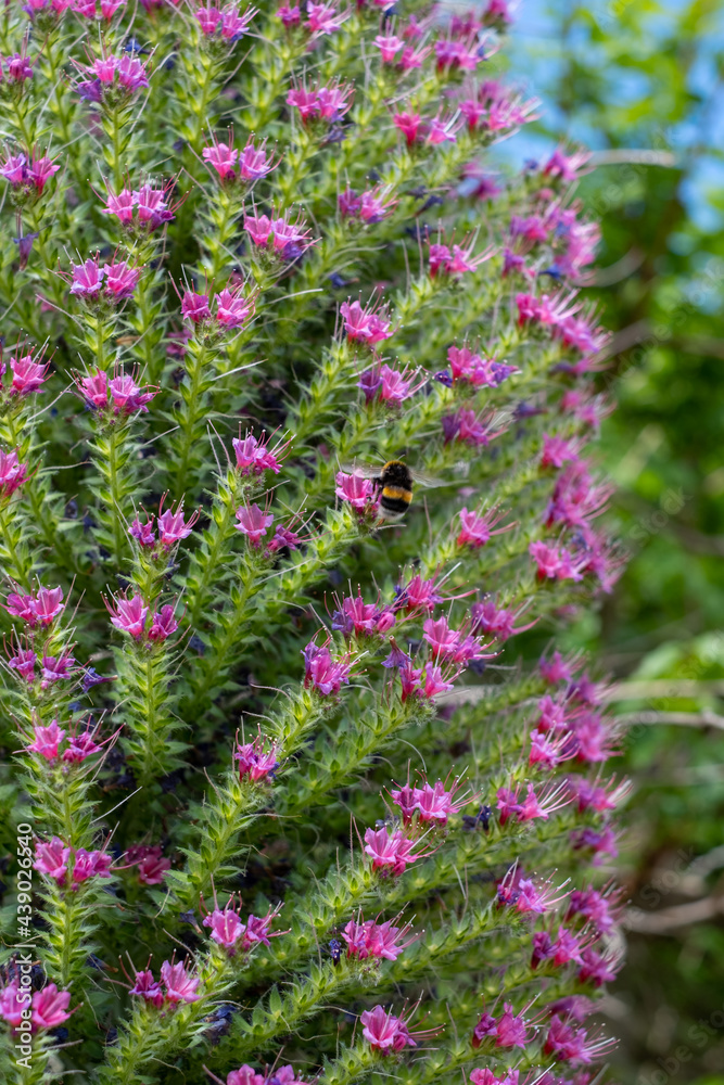 Unusual Echium Pininana plant, also known as Giant Viper's Bugloss or ...