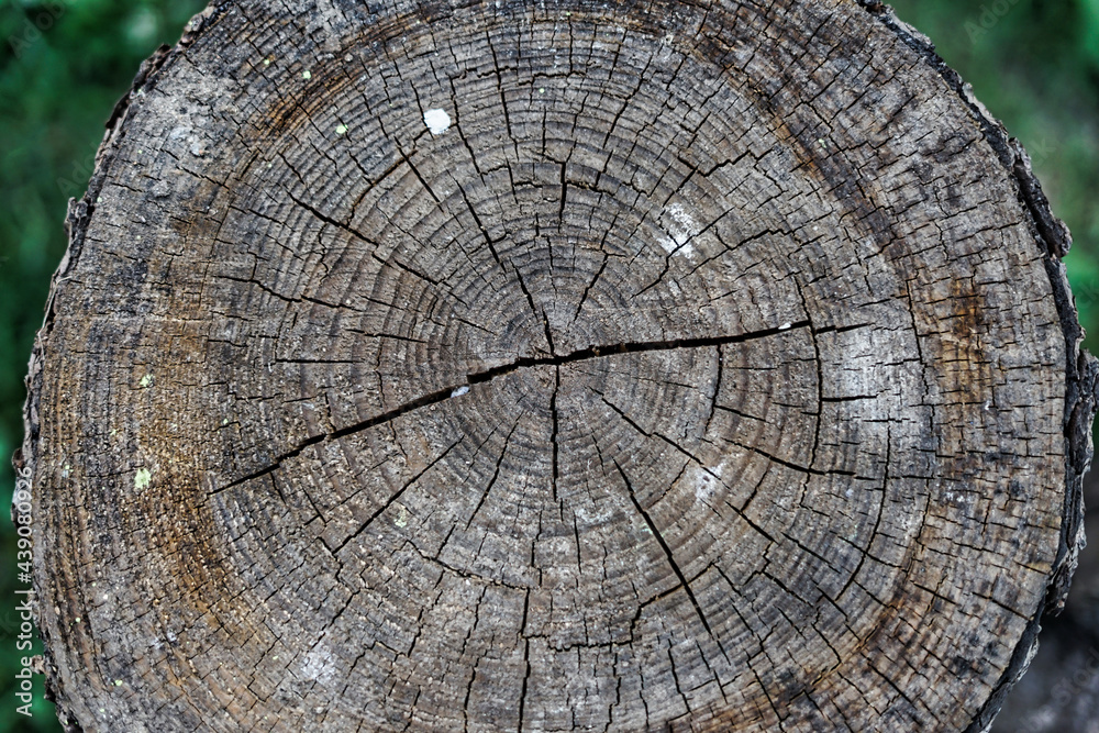 Closeup of a rough cut trunk. Wooden detailed texture of cut tree trunk ...