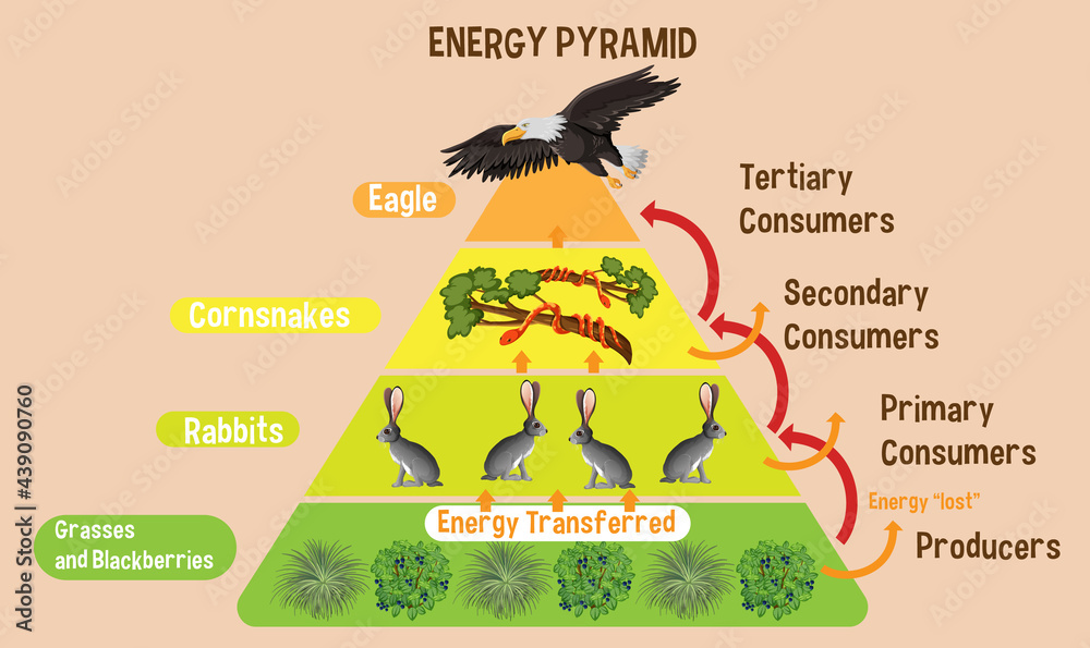 Diagram showing energy pyramid for education Stock Vector | Adobe Stock