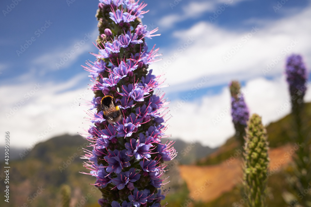 Pride of Madeira (Echium candicans), a flower endemic to Madeira ...
