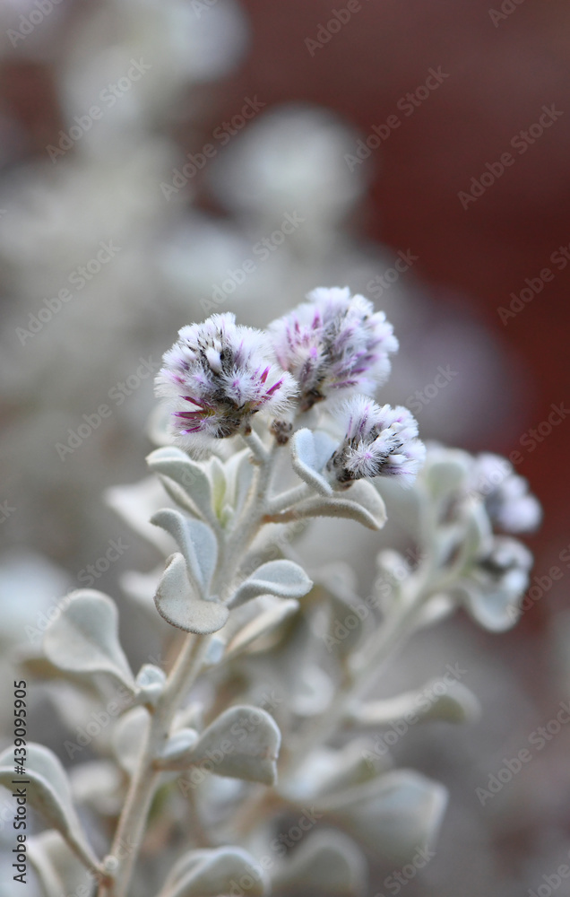 Purple flowers and hairy grey foliage of the Australian native shrub ...