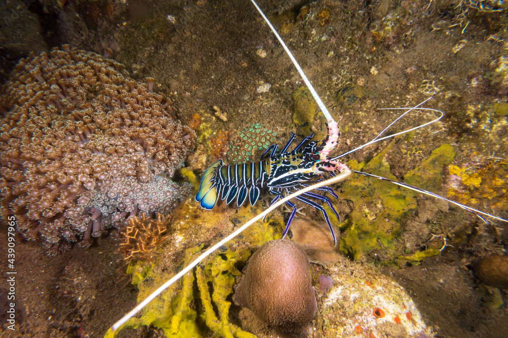 Painted Spiny Lobster (Panulirus versicolor) or painted rock lobster ...