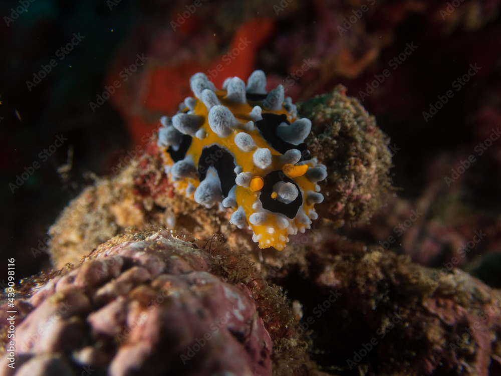 Bright yellow and white Ocelated Phyllidia nudibranch (Phyllidia ...