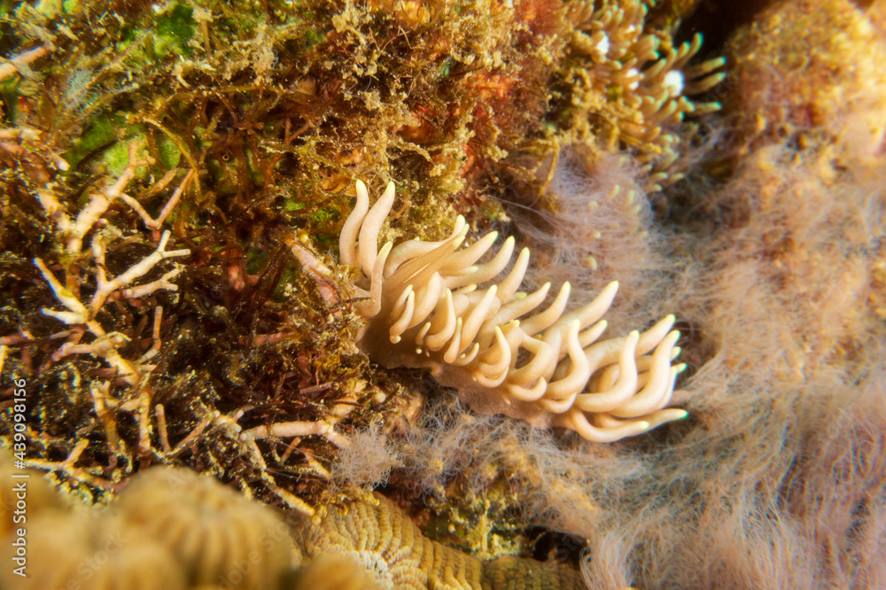 Yellow-Tipped Phyllodesmium (Phyllodesmium briareum) a sea slug or an ...