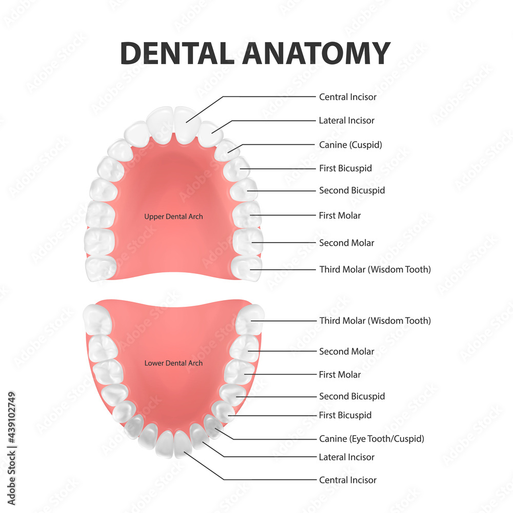 Vector 3d Realistic Teeth, Upper, Lower Adult Jaw, Top View. Anatomy ...