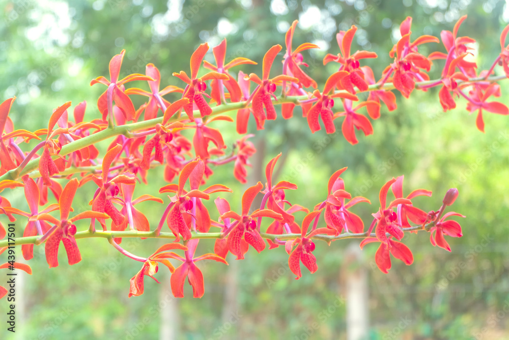 Long-stemmed red orchid inflorescence of Lena Rowold, Tpopical orchid ...