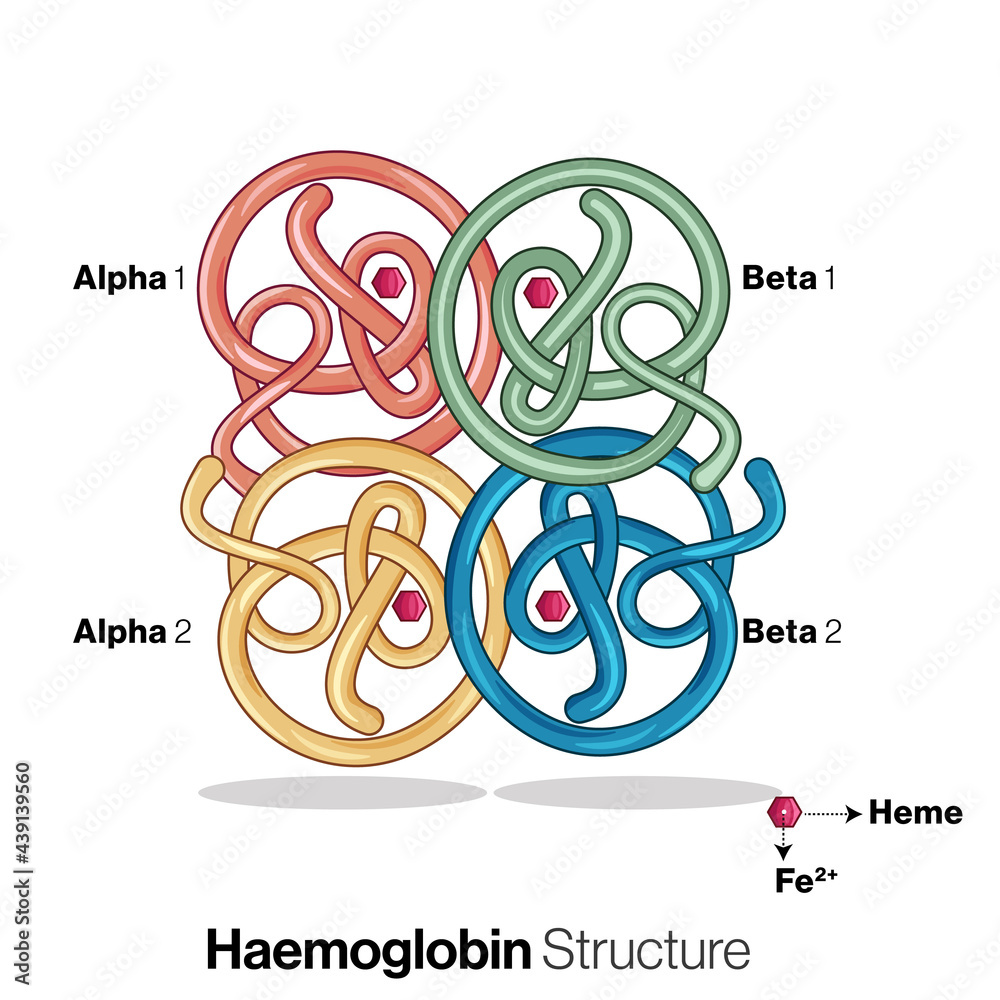 Structure of Human hemoglobin protein. Stock Vector | Adobe Stock