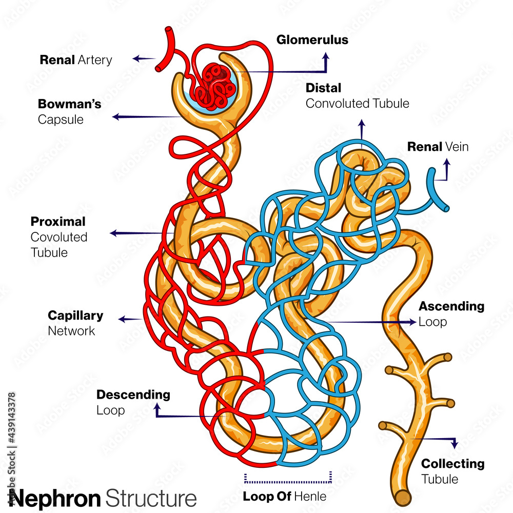Structure of human kidney Nephron. Stock Vector | Adobe Stock