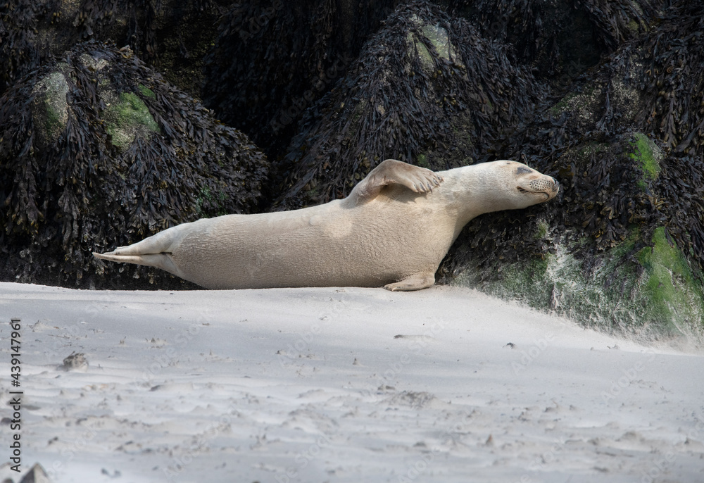 Helgoland seehund tier animal seal stretching dehnen yoga kratzen ...