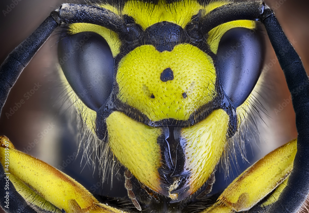Insects photographed with a microscope objective using the Focus ...