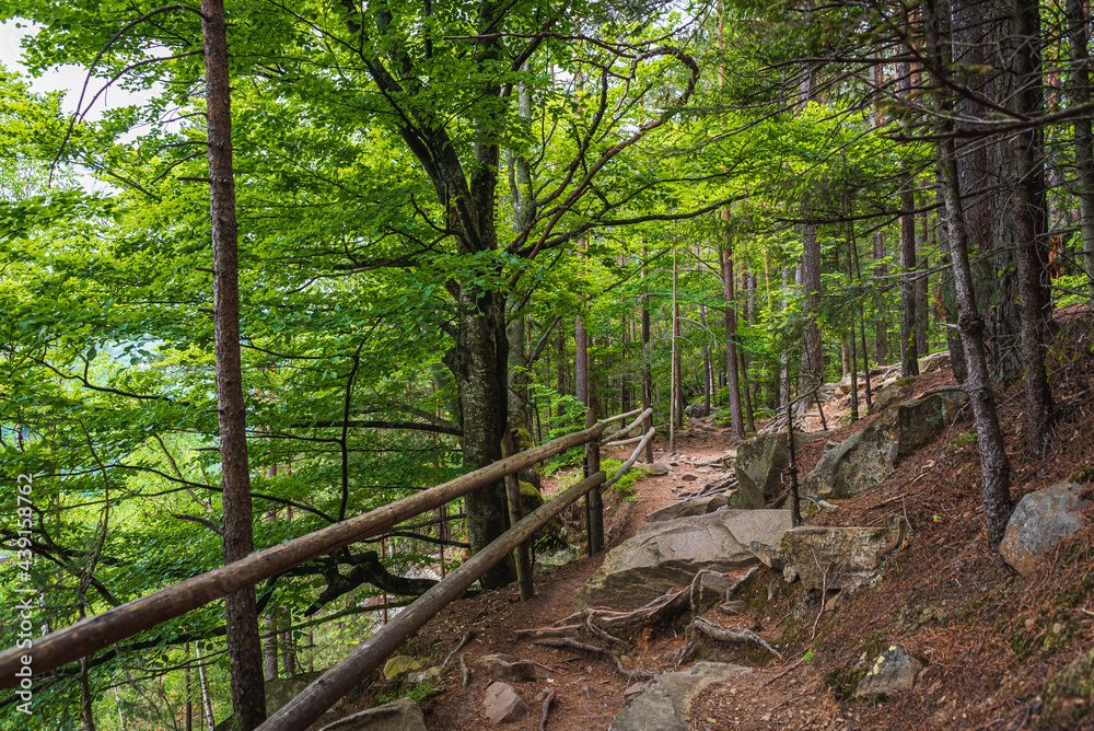 Incredibly beautiful Ukrainian forest. Summer landscape in the forest ...