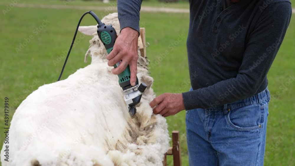 Farmer cutting wool on a sheep. Shearing white sheep with a ...
