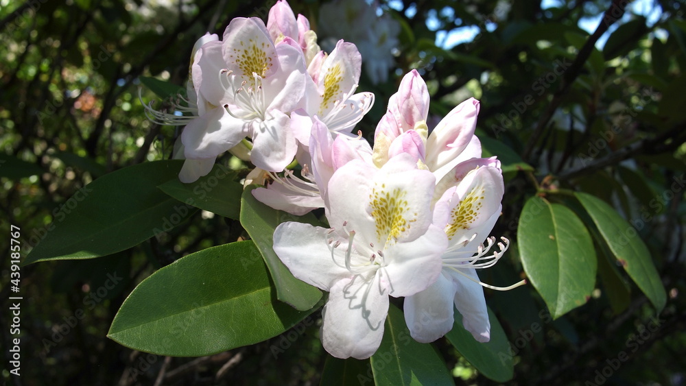 Blooming flower of great laurel or rosebay rhododendron, American ...