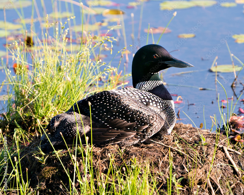 Common Loon Photo. Loon with one day baby chick under her feather wings ...
