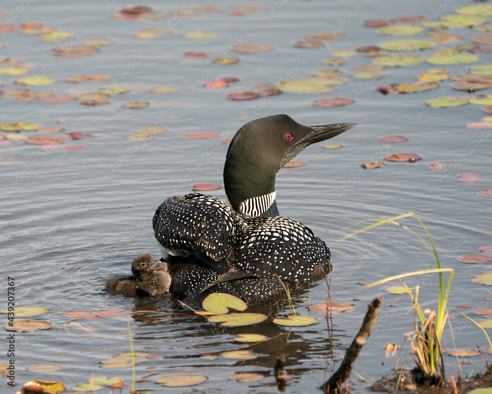 Common Loon Photo. Swimming and caring for baby chick loon with water ...