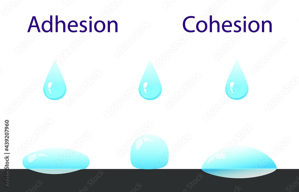 adhesion, cohesion for physics lesson Stock Vector | Adobe Stock