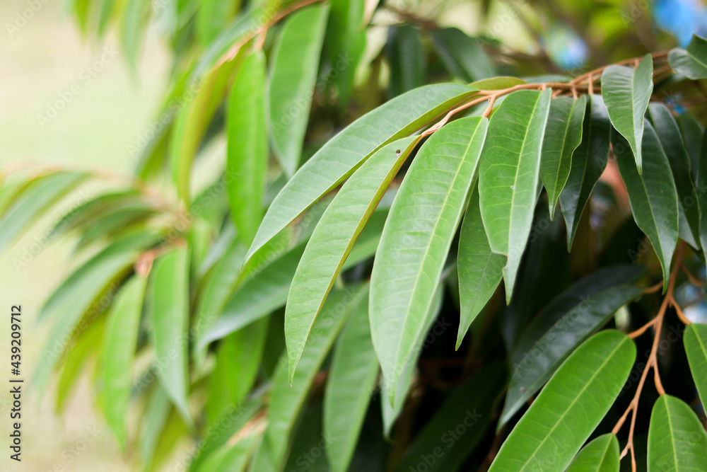 Durian leaves on the durian tree in durian orchard . King of fruit ...