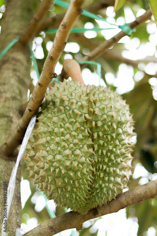 Fresh durian on tree,Durian tree. - Durians are the king of fruits and ...