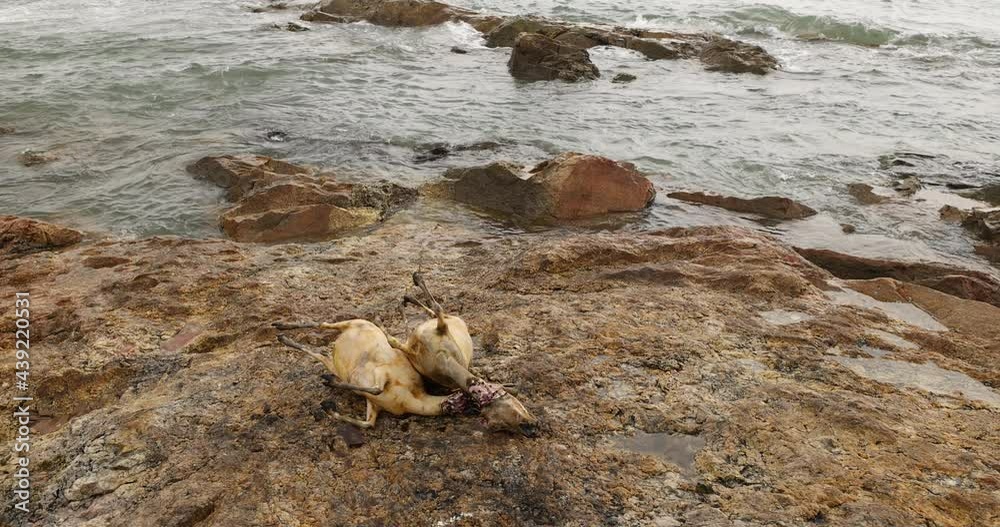 Fresh slaughtered goats on rocky beach for food Ghana 4K. Coastal ...