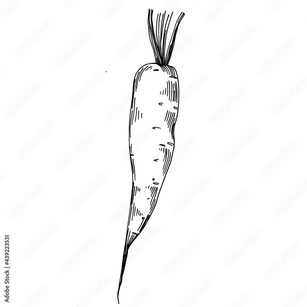 Carrot Isolated hand drawn illustration. Vegetable engraved style ...