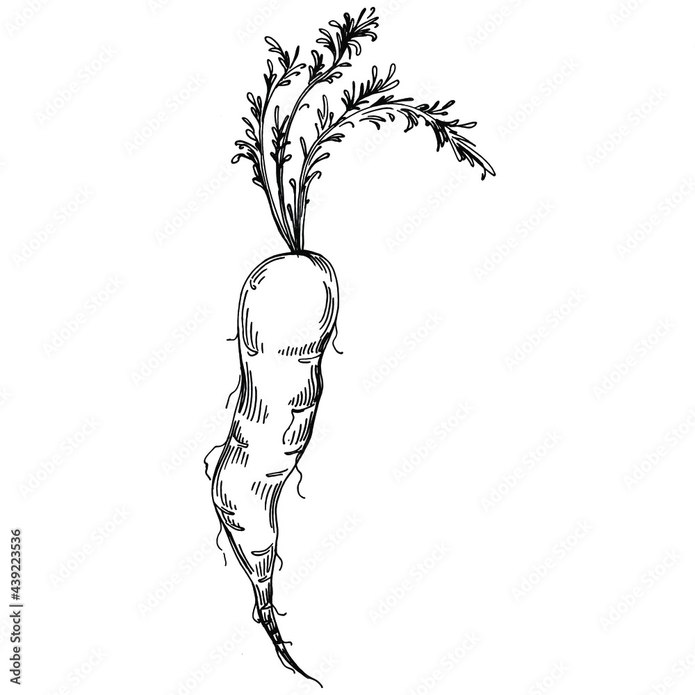 Carrot Isolated hand drawn illustration. Vegetable engraved style ...