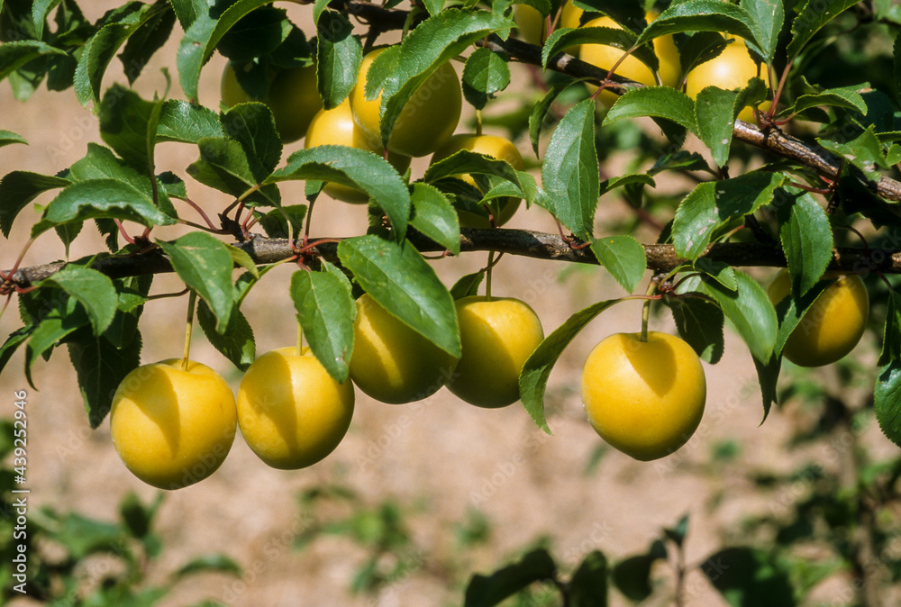 Prunier, Prune, Prunus domestiva, variété Mirabelle de Nancy Stock ...
