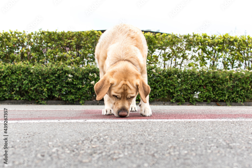 Perro oliendo el suelo con las orejas al viento Stock Photo | Adobe Stock