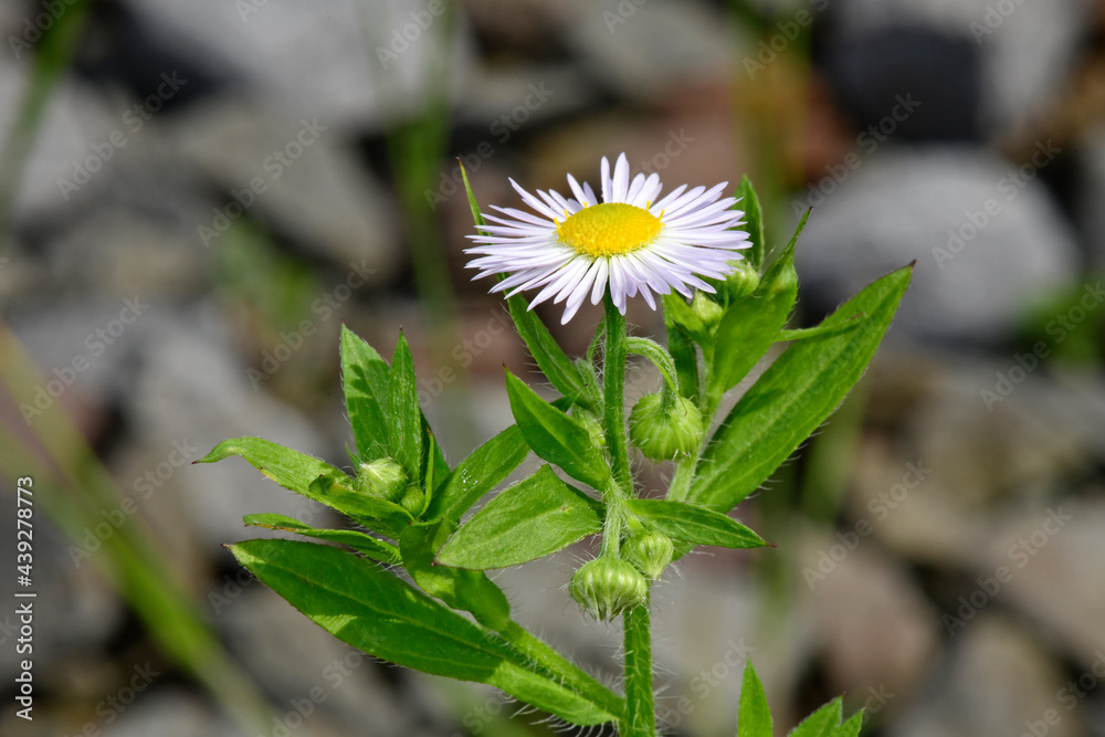 Daisy Fleabane Uses